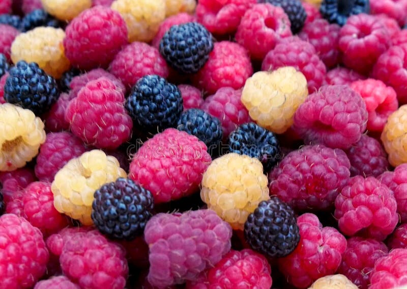Mix Three Varieties of Raspberries Stock Photo - Image of raspberries ...