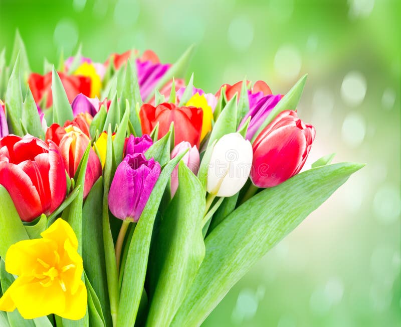 Mix of tulips stock image. Image of floral, beautiful - 51221233