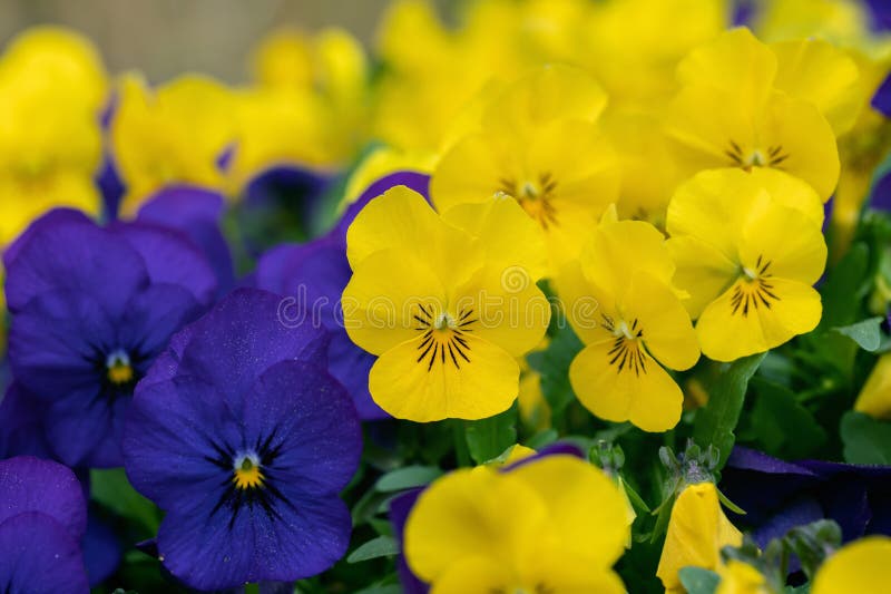 Mix Yellow Blue Pansy Blossoms Stock Photos - Free & Royalty-Free Stock ...