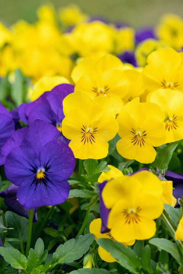 Mix of Yellow and Blue Pansy Blossoms. Stock Image - Image of blossom ...