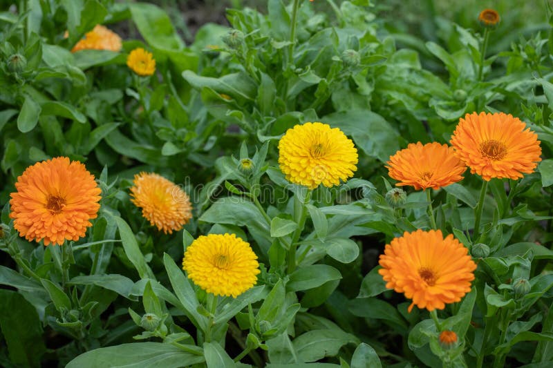 Mix of Yellow and Orange Pot Marigolds (Calendula Officinalis). Stock ...