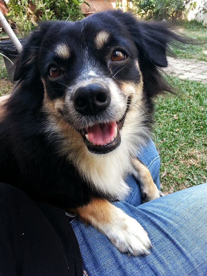 Mixbreed petite dog stock photo. Image of mixbreed, beautiful - 68821214