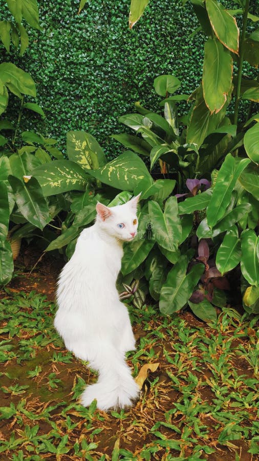 Mixdome Stock Photos - Free & Royalty-Free Stock Photos from Dreamstime