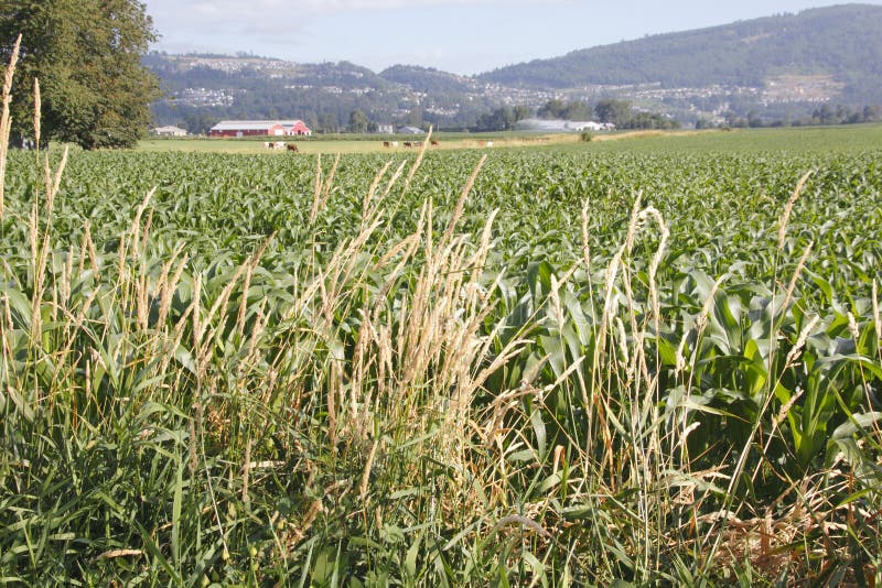 Mixed Agriculture stock photo. Image of outdoor, dairy - 42342508