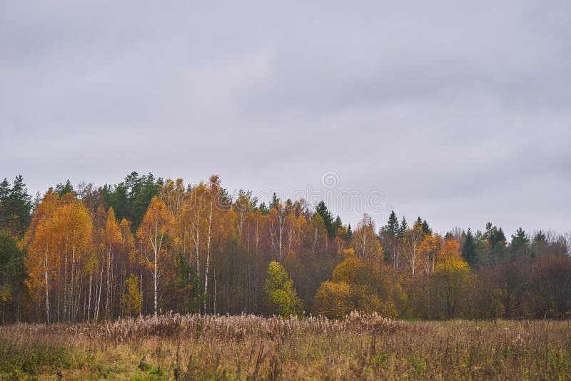 Mixed Autumn Forest. Autumn Landscape in Cloudy Weather Stock Photo ...