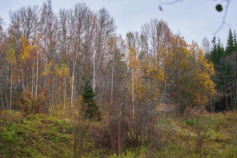 Mixed Autumn Forest. Autumn Landscape in Cloudy Weather Stock Photo ...