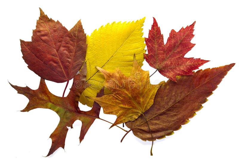Many Maple Fall Colored Leaves Stock Image - Image of bright, closeup ...