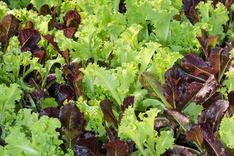 Mixed Baby Cos Vegetable Hydroponics and Sunlight Stock Photo - Image ...
