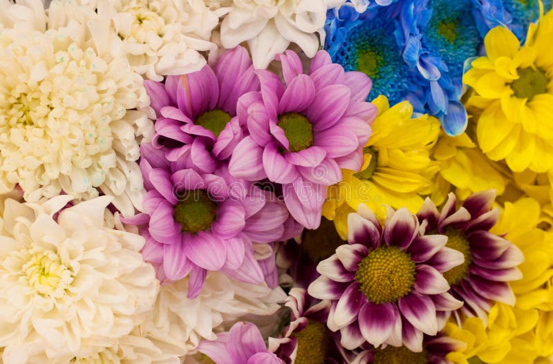 Mixed Background of Colorful Flowers Stock Image - Image of purple ...