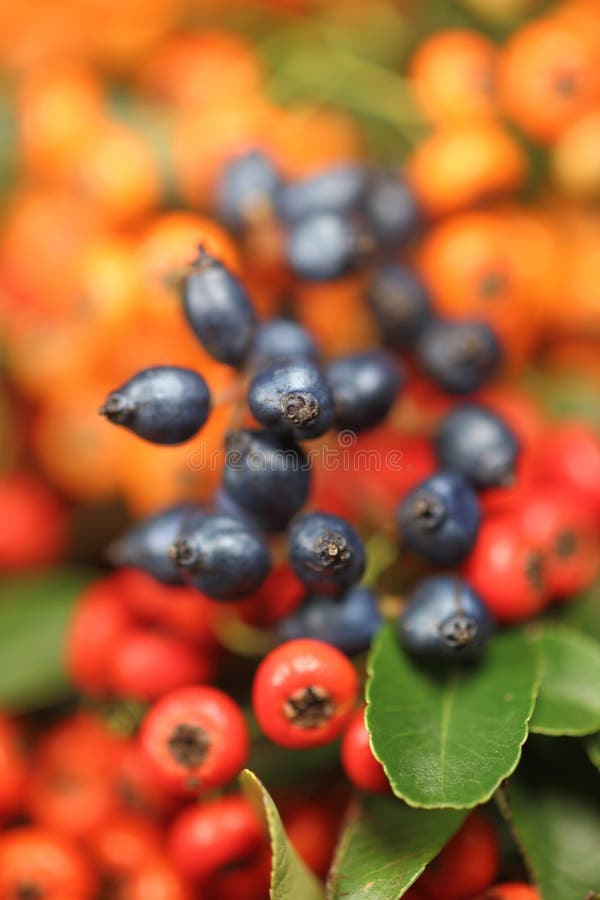Mixed berries stock photo. Image of colored, diet, garden - 61957060