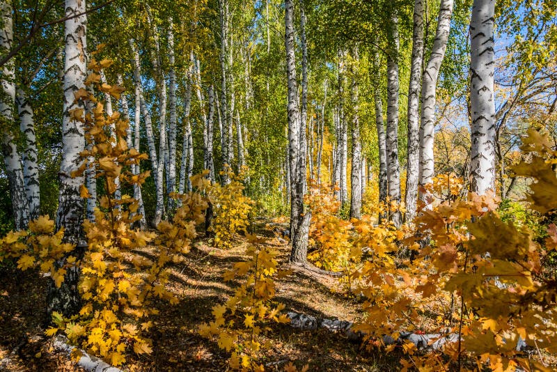 Mixed forest in autumn stock image. Image of climate - 129727487