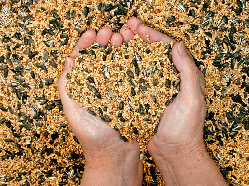 Mixed bird food stock image. Image of gourmet, hemp, hands - 17038917