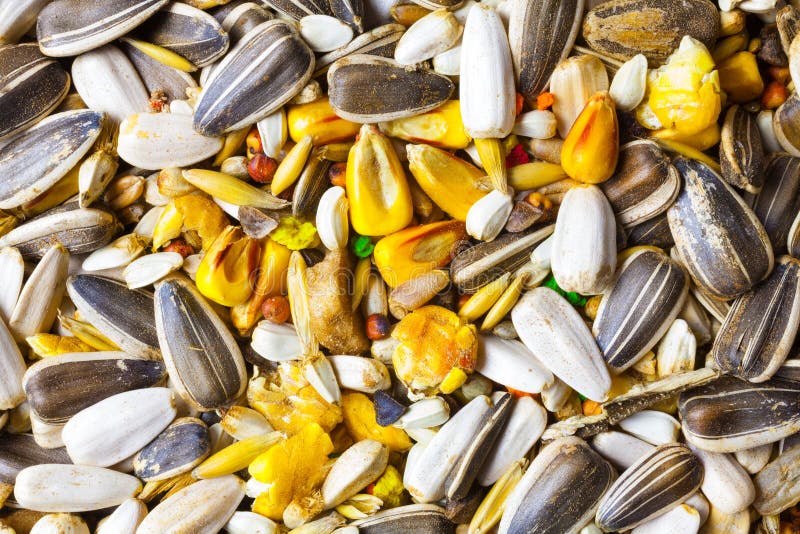 Mixed bird seed close up stock photo. Image of wild, detail - 62199738
