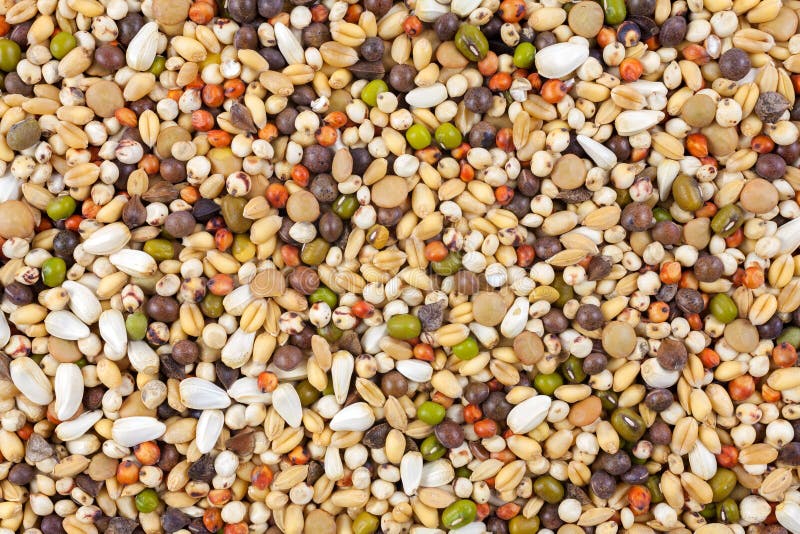 Mixed Bird Seed stock image. Image of natural, millet - 16933147