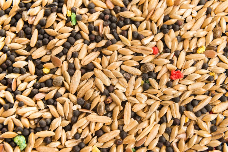 Mixed Bird Seed stock image. Image of natural, millet - 16933147