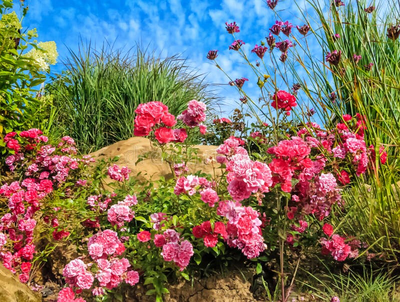 Mixed Border with Dwarf Roses Stock Photo - Image of flowers, mixed ...