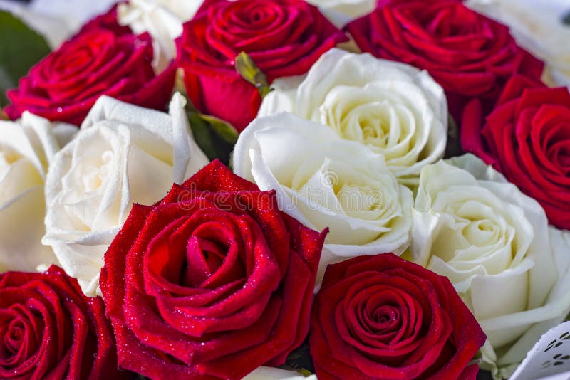 Mixed Bouquet of Red and White Roses with Water Droplets on the Petals ...