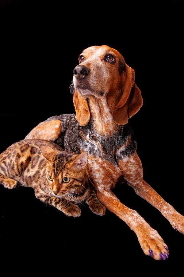 Mixed Bred of German Shorthaired Pointer, Photoshoot in Studio. Stock ...