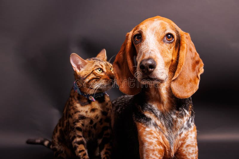Mixed Bred of German Shorthaired Pointer, Photoshoot in Studio. Stock ...