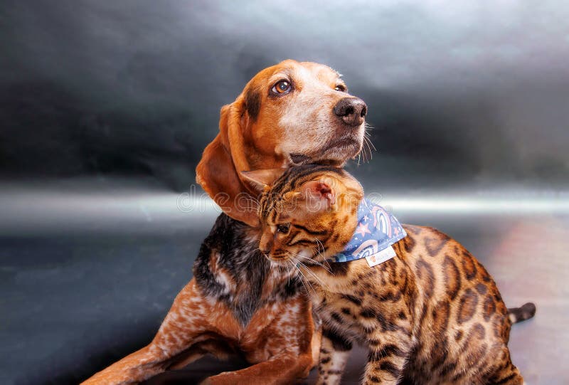 Mixed Bred of German Shorthaired Pointer, Photoshoot in Studio. Stock ...