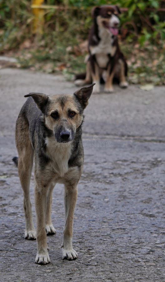Backup Dog Stock Photos - Free & Royalty-Free Stock Photos from Dreamstime