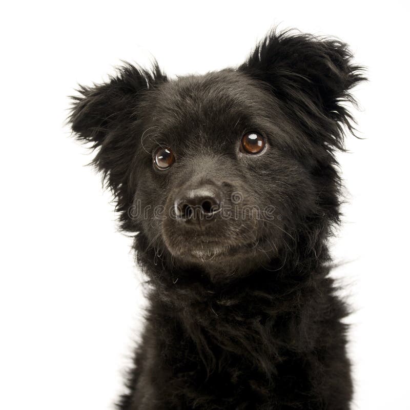 Mixed Breed Black Funny Dog Portrait in Studio Stock Photo - Image of ...