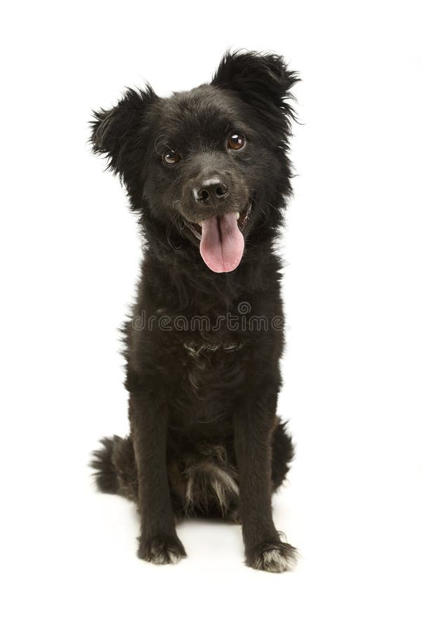 Mixed Breed Black Funny Dog Sitting and Smiling in Studio Stock Photo ...