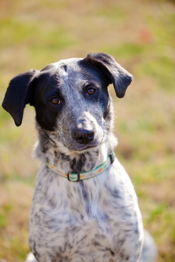 Mixed Breed Black and White Dog Portrait Stock Photo - Image of looking ...