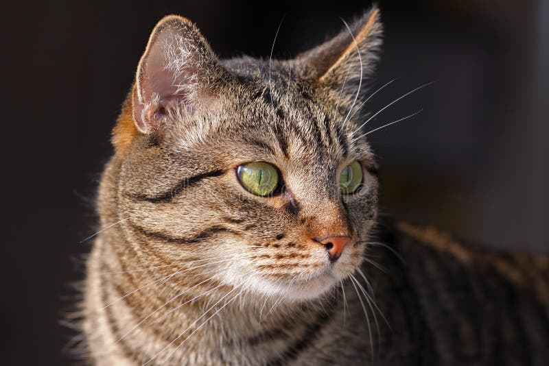 Mixed-breed cat stock photo. Image of themes, mammal - 23702586