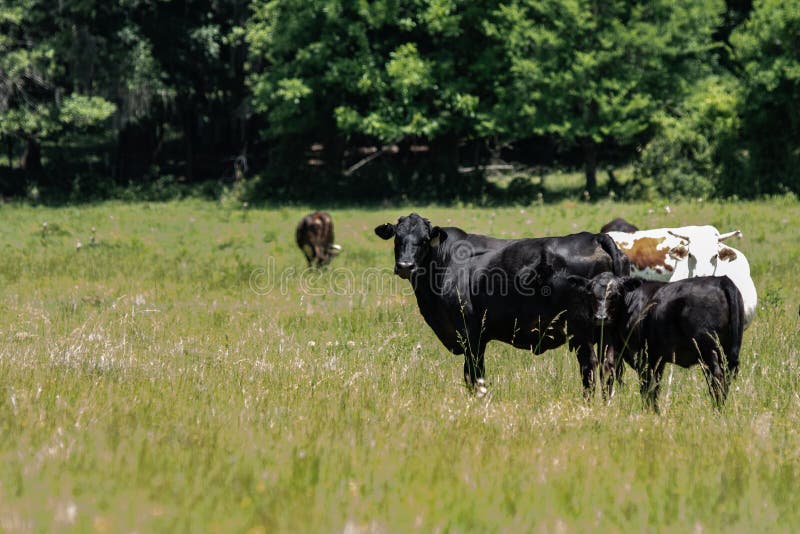 Mixed Breed Cattle in a Pasture Stock Image - Image of ranching, ranch ...
