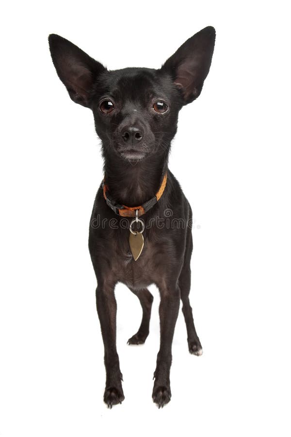 Miniature Pinscher and a Mixed Breed Lab Stock Photo - Image of ...