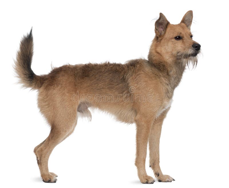 Smart red dog stock image. Image of canine, curly, standing - 14709735