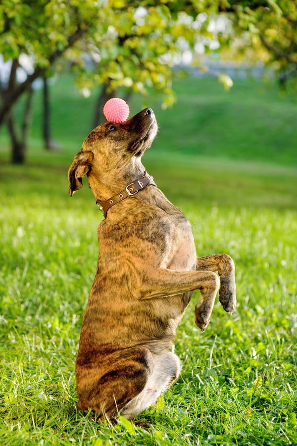 Mixed Breed Dog Balancing Ball on Nose Stock Image - Image of balances ...