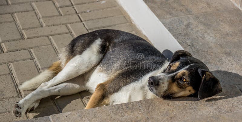 Mixed Breed Dog Chilling Out Stock Image - Image of relax, chill: 142303541