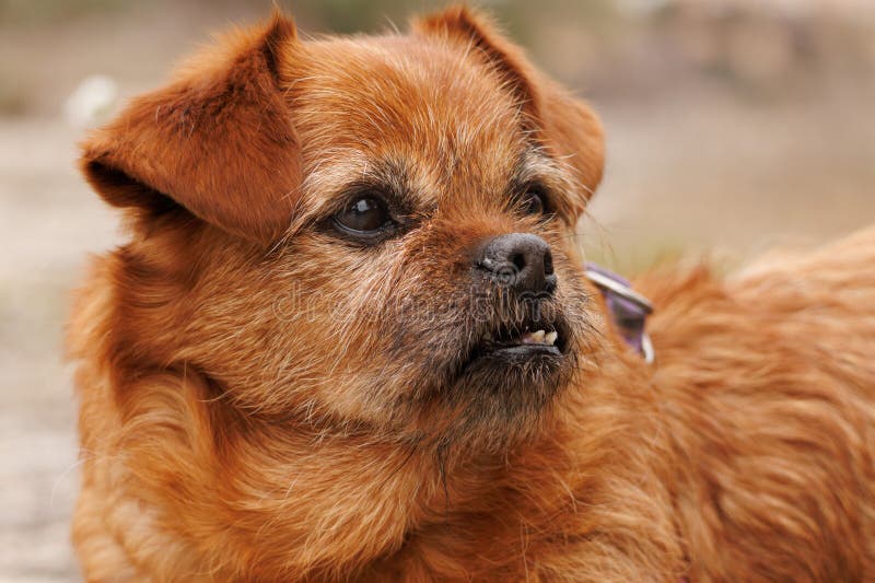 Mixed-breed Dog with Deformed Teeth and Missing Teeth Due To Pyorrhea ...