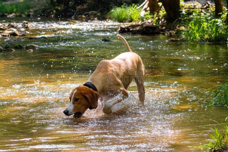 Mixed Breed Dog Swimming in the River Stock Photo - Image of animal ...