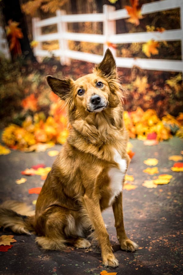 Mixed Breed Dog in Fall Setting with Leaves Stock Image - Image of park ...