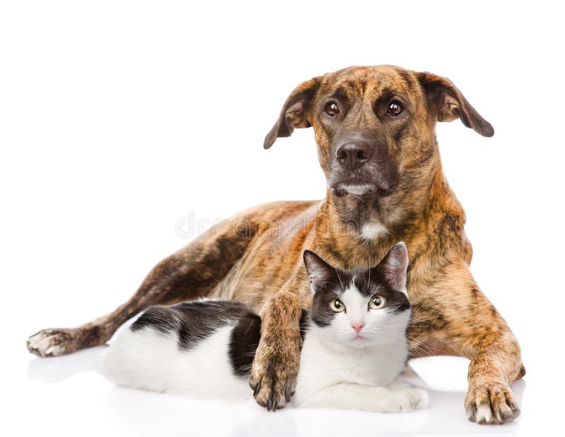 Mixed Breed Dog Hugging A Cat. Isolated On White Background Stock Photo ...