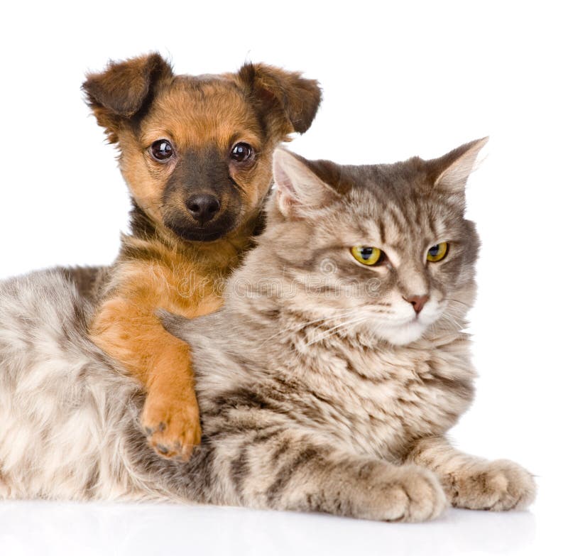 Sad Mixed Breed Dog Hugging Cat Isolated White Background Stock Photos ...