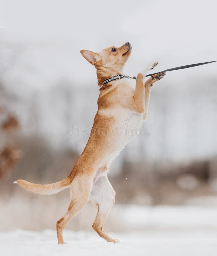 Mixed Breed Dog Jumping Up Outdoors in Winter Stock Image - Image of ...
