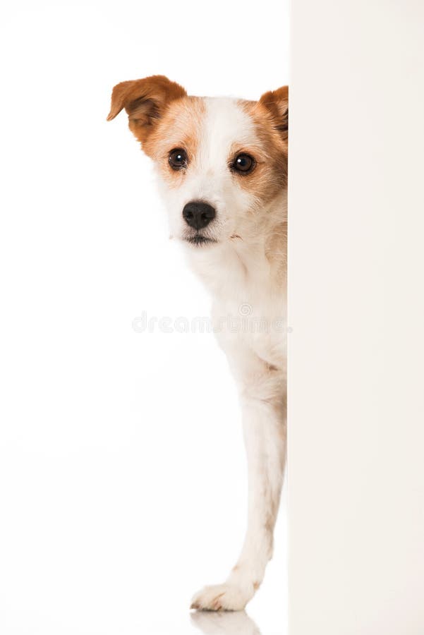 Dog Around Corner Photos - Free & Royalty-Free Stock Photos from Dreamstime
