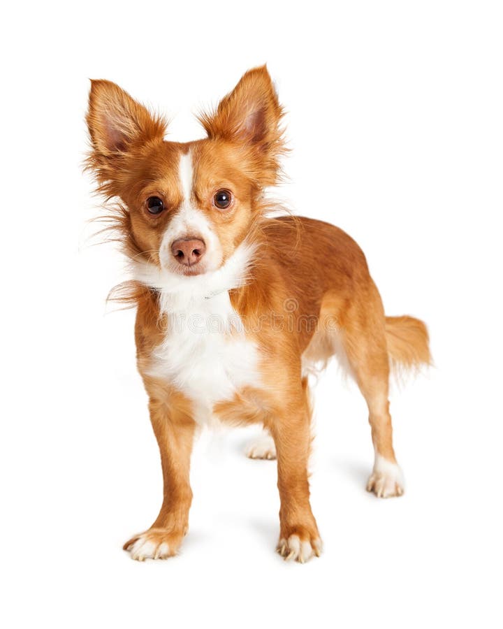 Mixed Breed Dog Looking Forward Over White Stock Image - Image of high ...