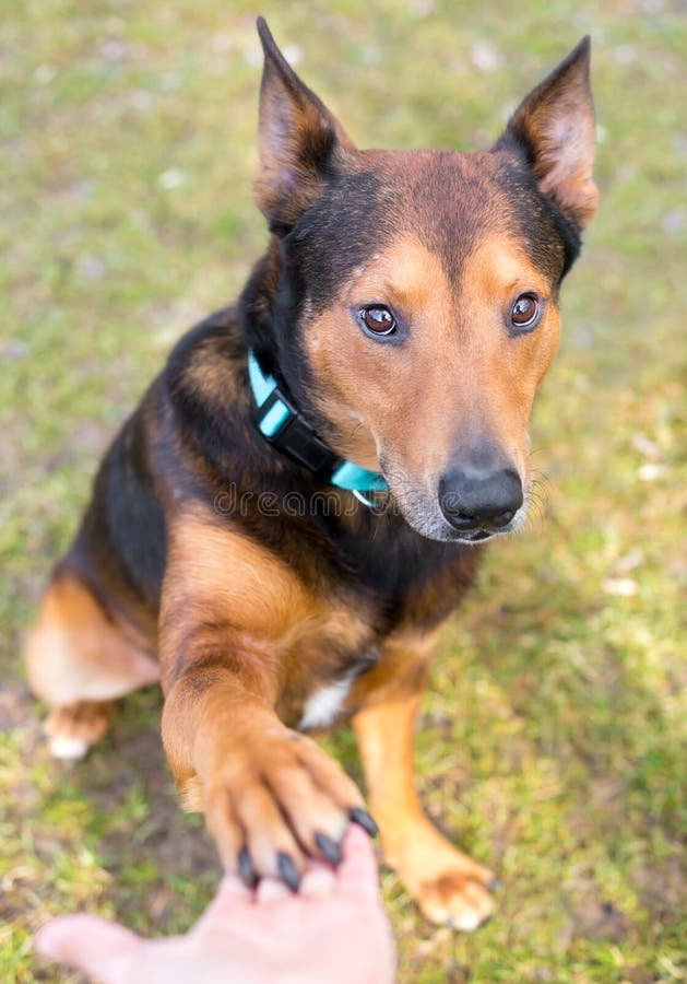 German Shepherd Terrier Mix Puppies