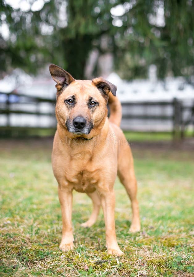 A Mixed Breed Dog with One Straight Ear and One Folded Ear Stock Photo ...