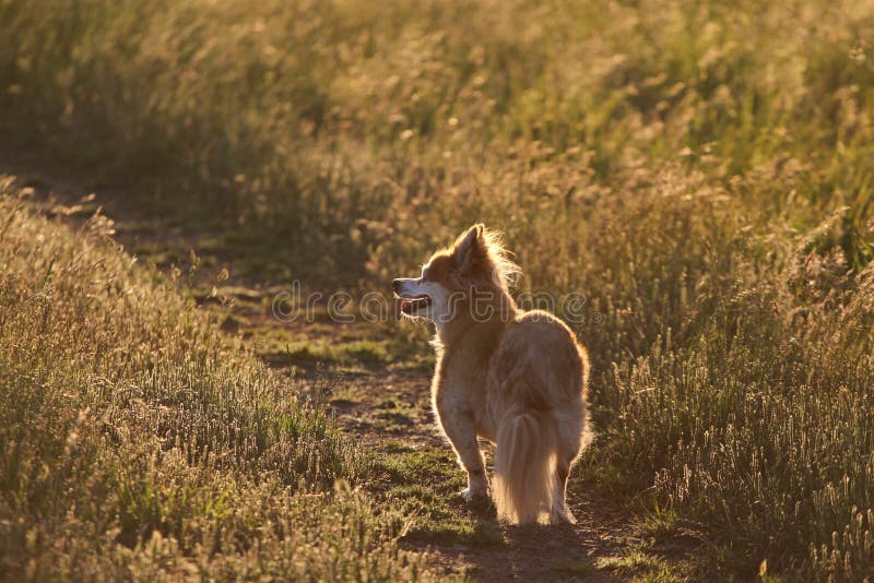 Mixed breed dog on path stock photo. Image of season - 17301676