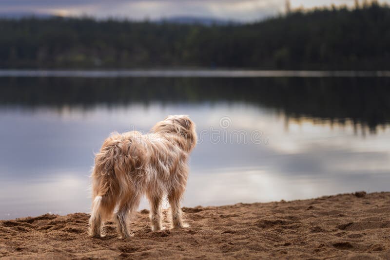 Mixed Breed Dog in the Sand by the Lake Stock Photo - Image of ...