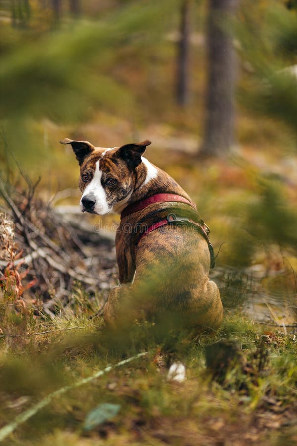 A Mixed Breed Dog Sitting in the Forest Looking Back at the Camera ...