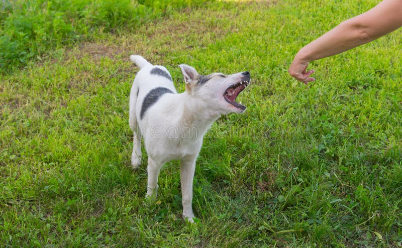 Mixed Breed Dog is Trying To Bite Human Hand Stock Image - Image of ...
