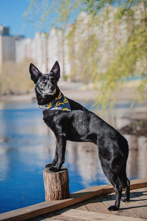 A Mixed Breed Dog on a Walk. Black Dog Wearing Bandana Collar. Pet ... A Mixed Breed Dog on a Walk. Black Dog Wearing Bandana Collar. Pet ...
