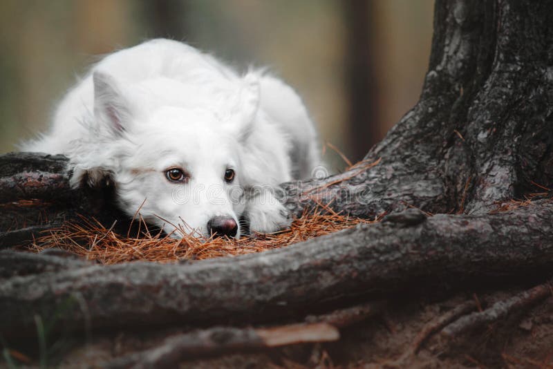 A Mixed Breed Dog on a Walk. Dog in the Forest. Cute Red Dog Stock ...